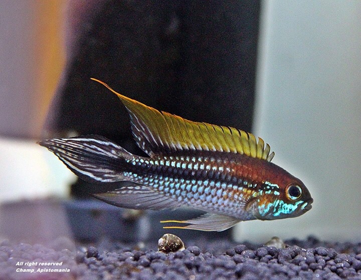 apistogramma agassizii red back (selective breeding form ...
