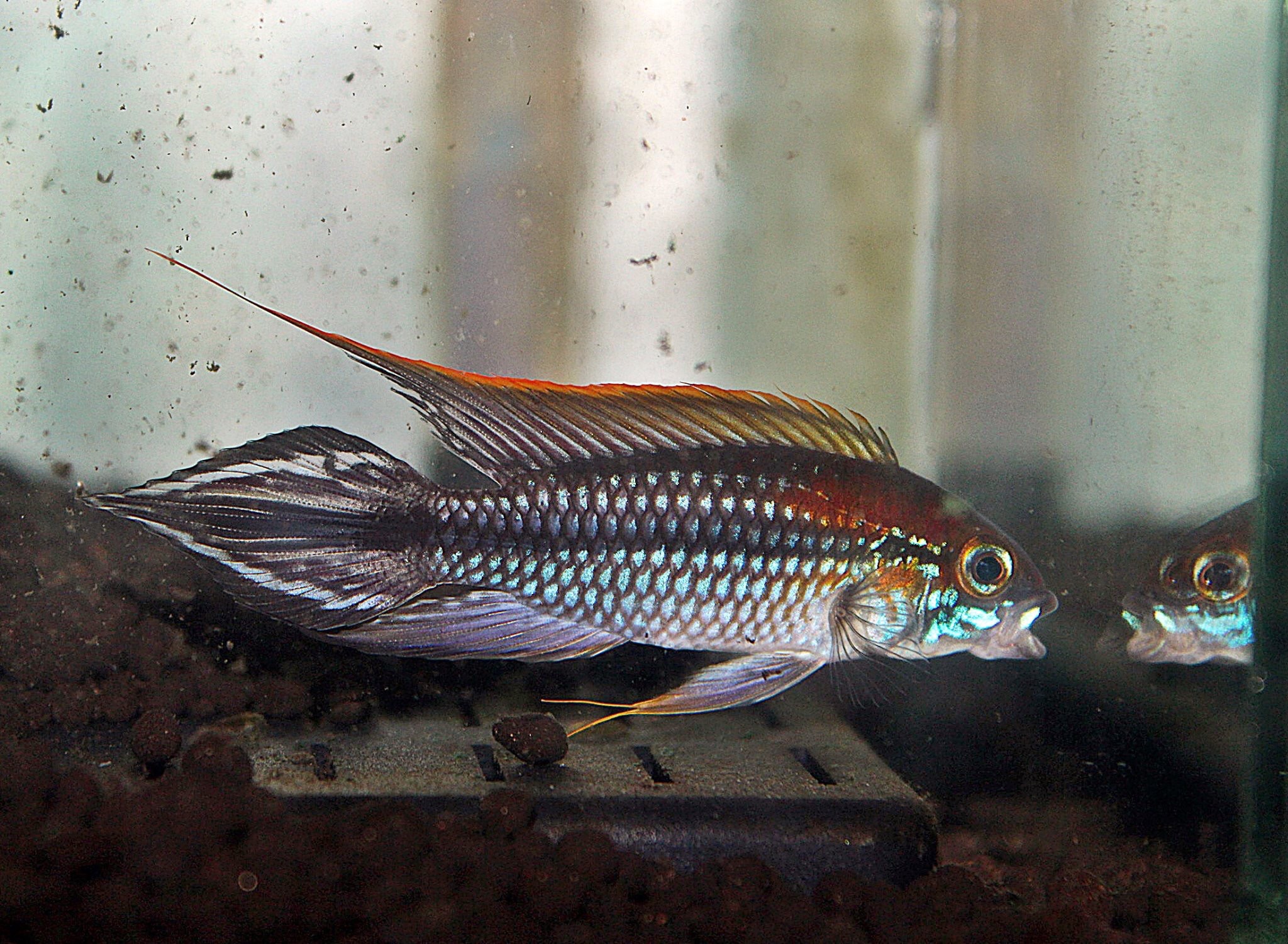 apistogramma agassizii red back (selective breeding form ...