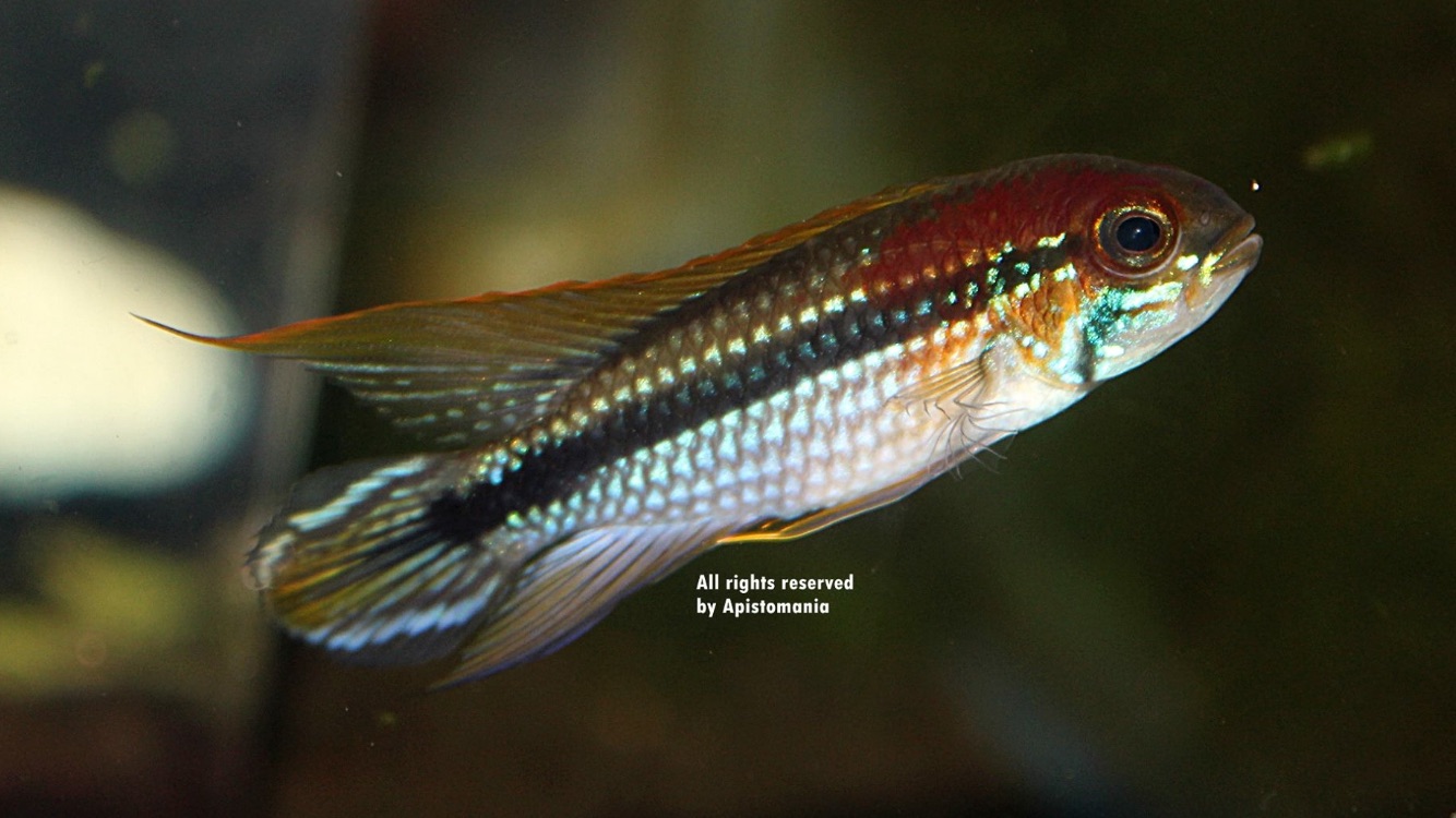 apistogramma agassizii red back (selective breeding form ...