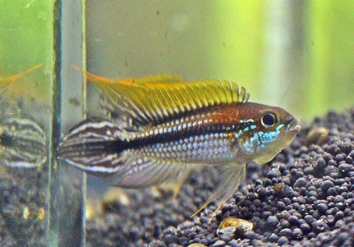 apistogramma agassizii red back (selective breeding form ...